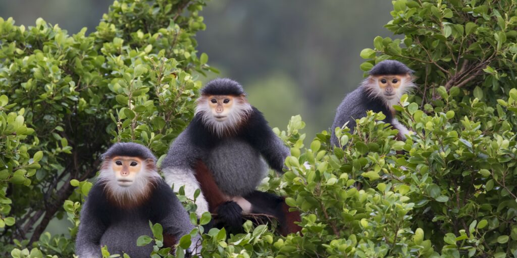 Protect Carbon-rich Habitats | World Land Trust | Carbon Balanced